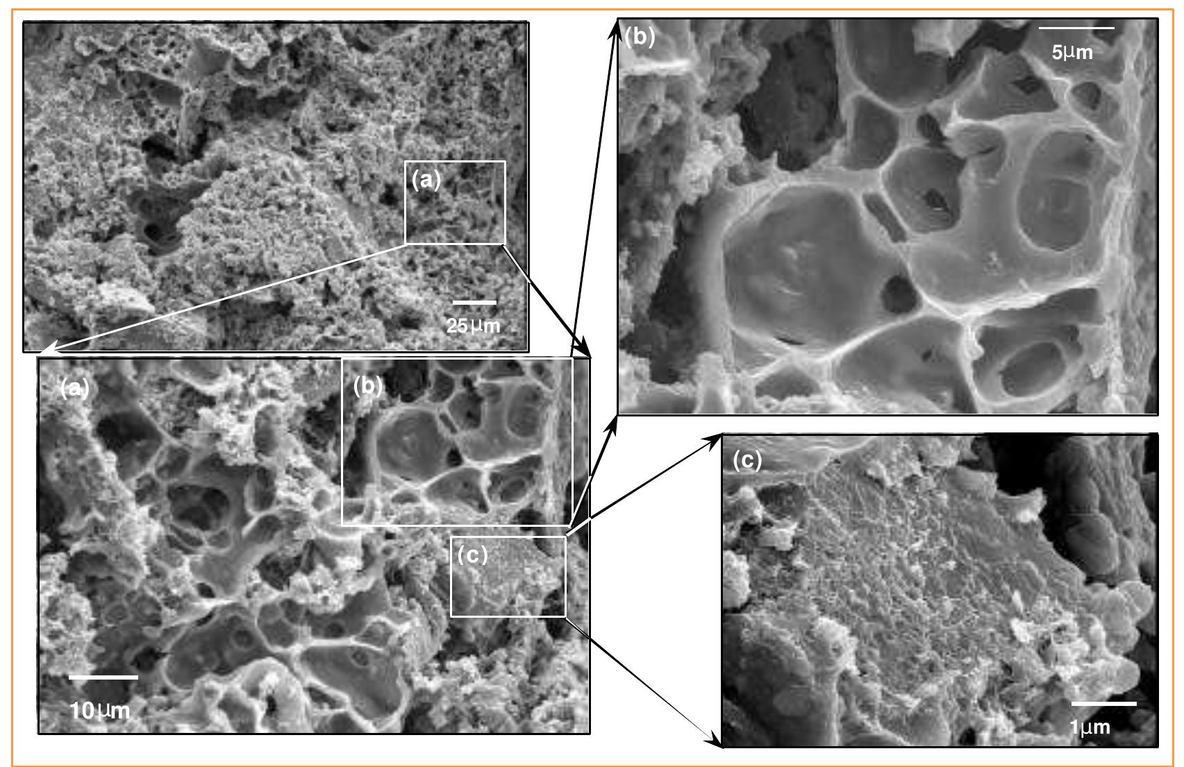 -13. a series of scanning electron microscope photographs of