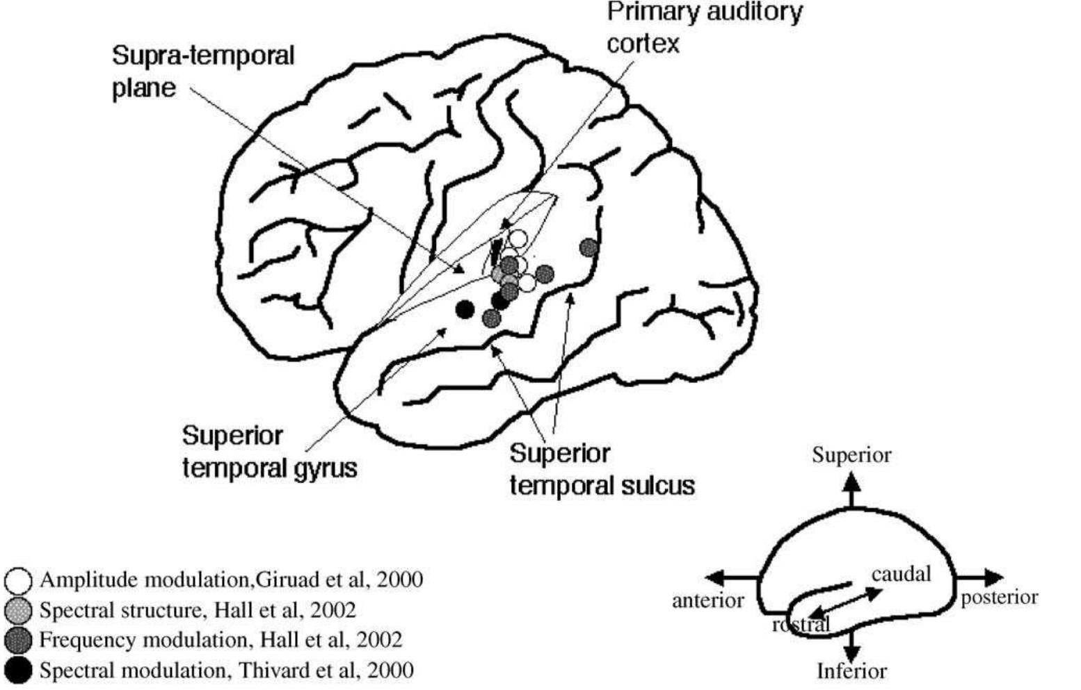 Shows the lateral surface of the human cerebral cortex. the