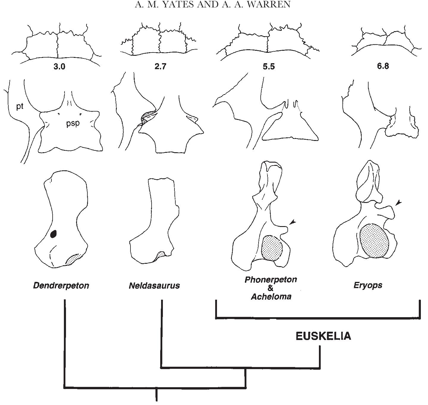 Phylogenetic diagram showing the postparietals in dorsal