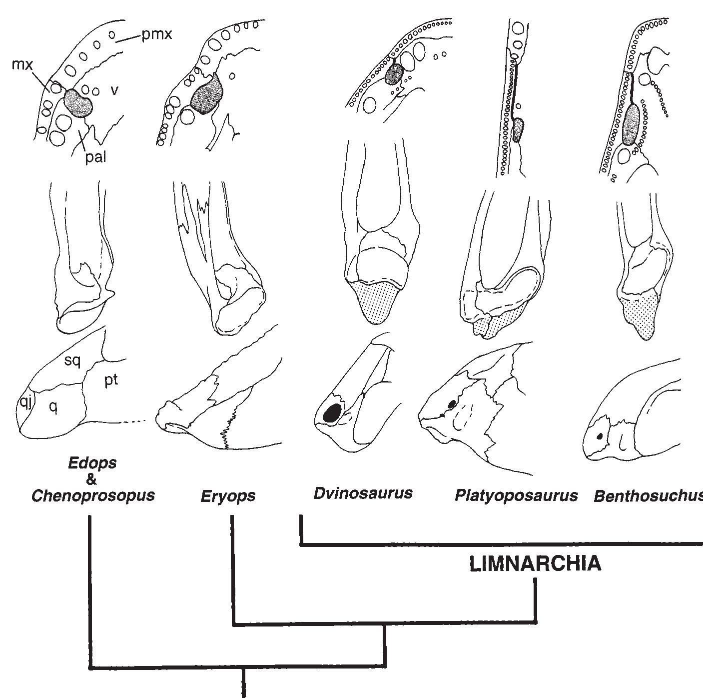 Phylogenetic diagram showing right anterior palate in