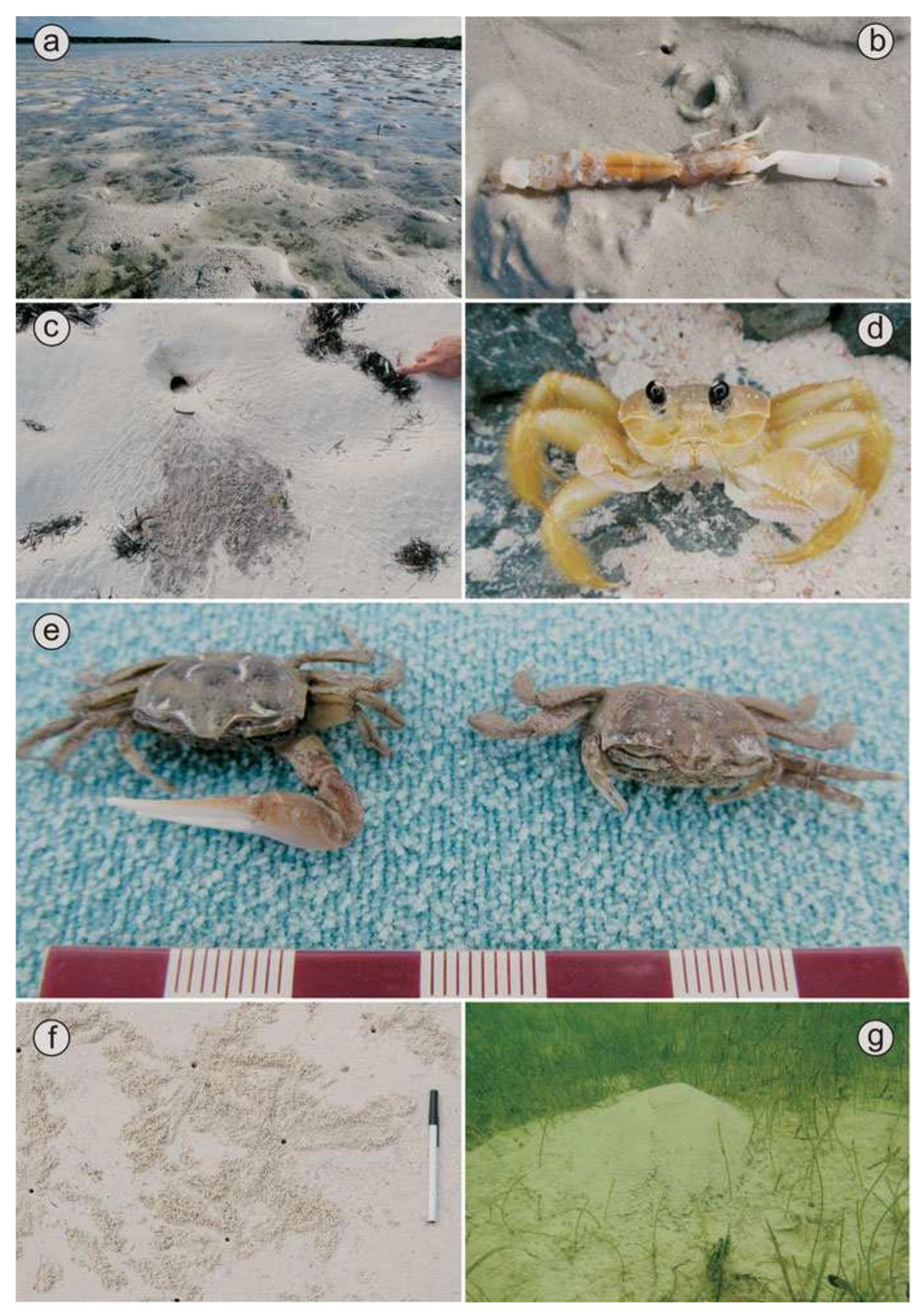 1 examples of typical decapod crustaceans and the structures