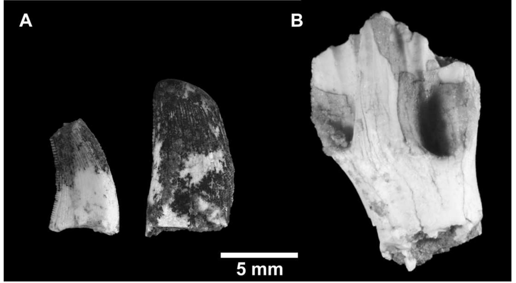 A. teeth of velociraptor ivpp v16138 and b. teeth of