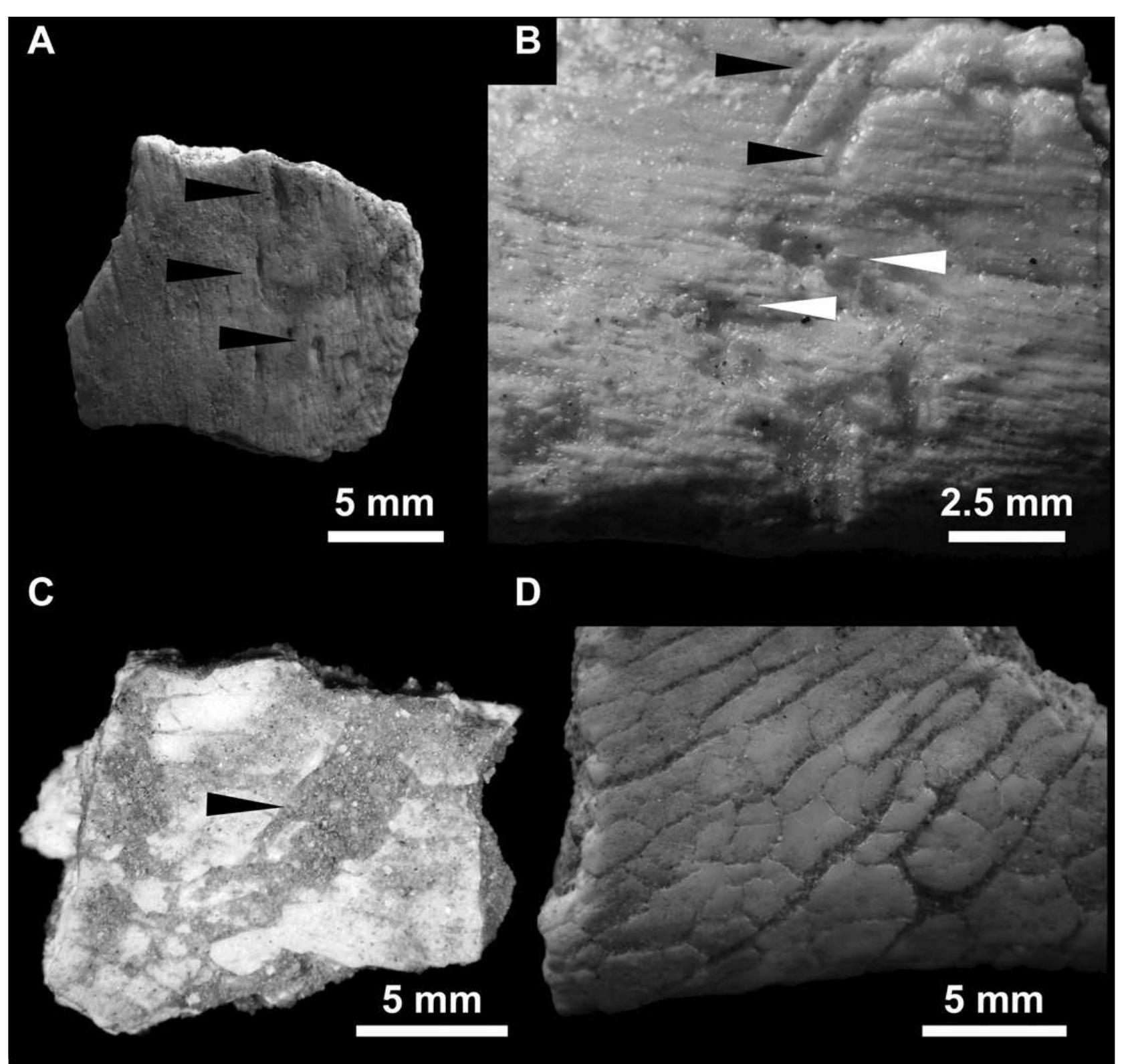 A. bite marks as faint drags on the surface of the bone as