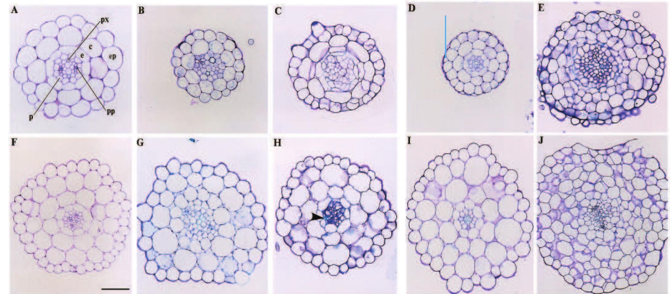 Transverse sections of mature root and hypocotyl! regions