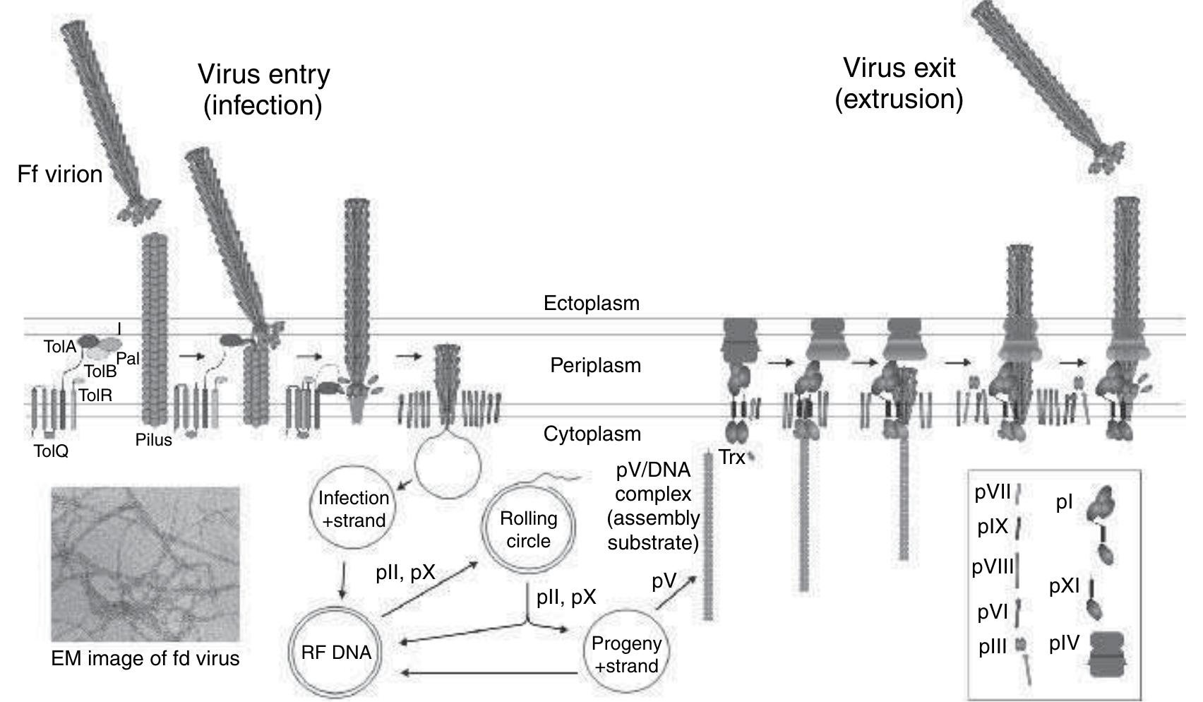 The life cycle and assembly pathway of the filamentous