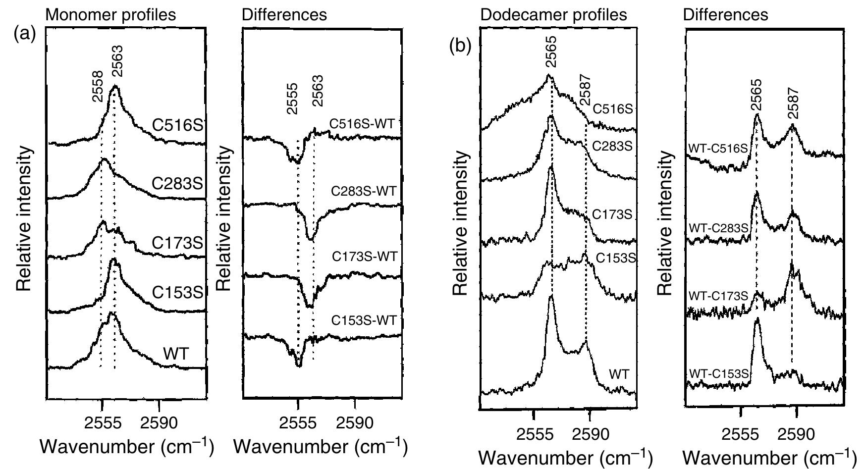 Raman spectra of cysteine sh bands in wild-type and