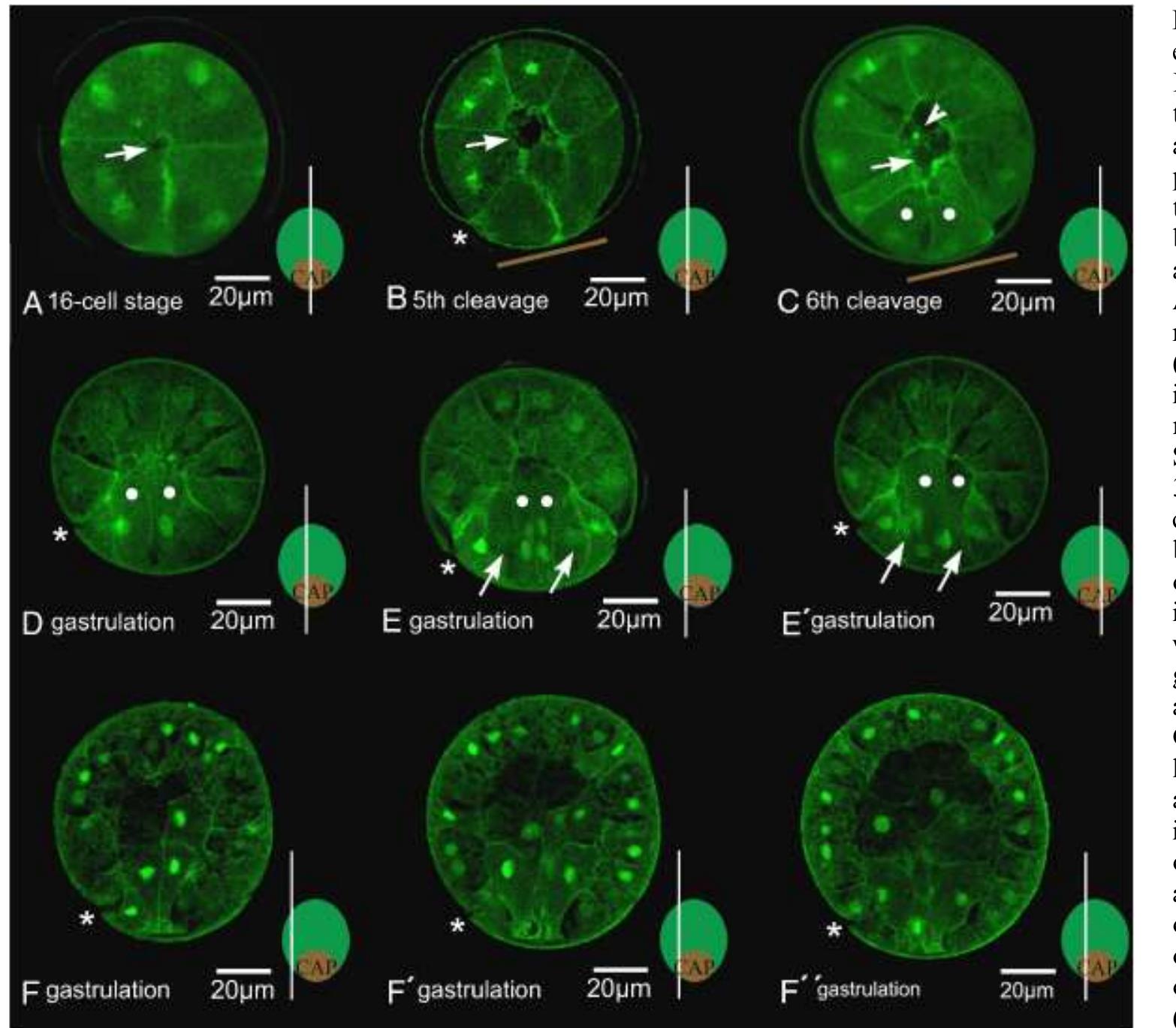 Figure 4 - Early embryonic development of the priapulid worm
