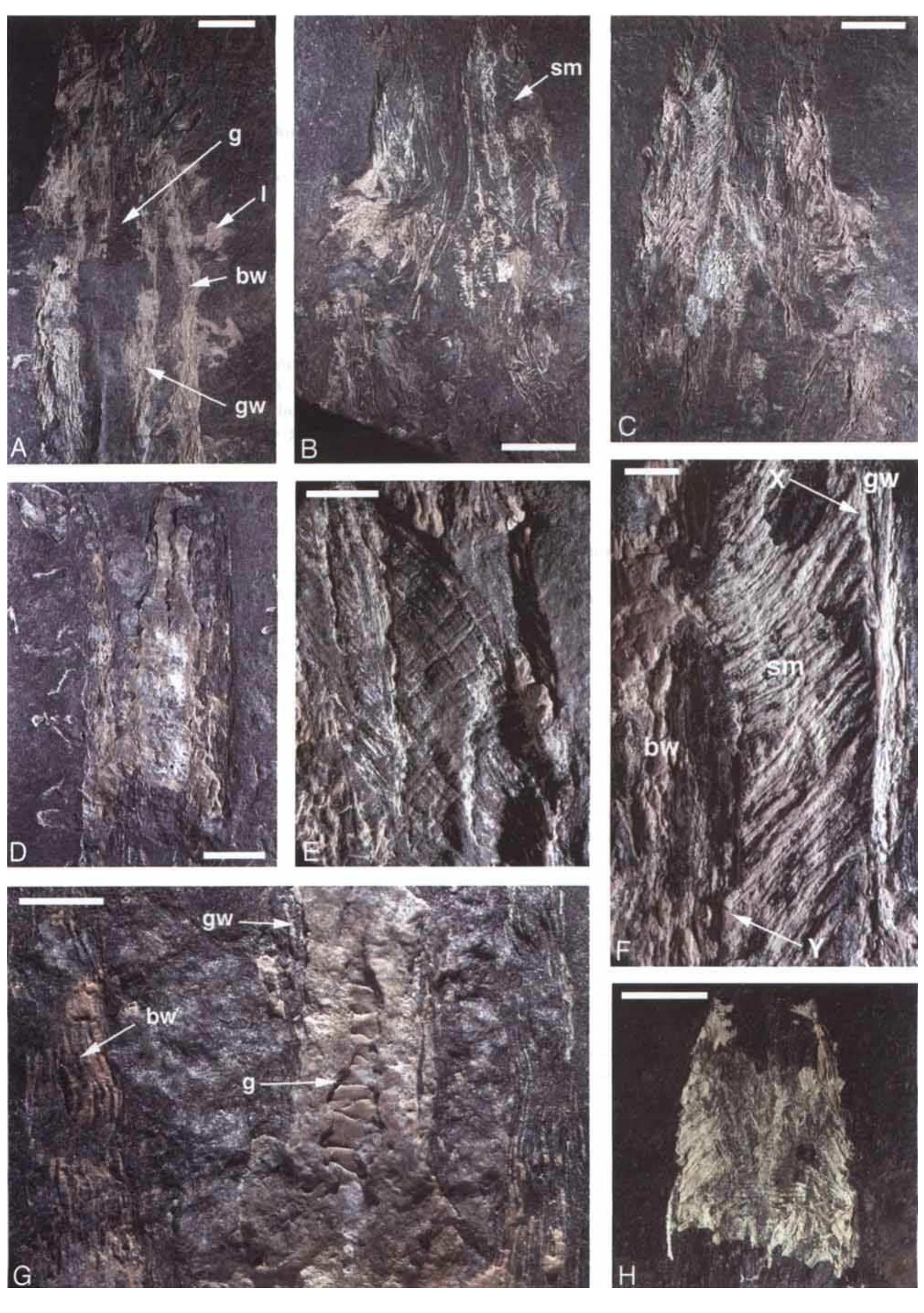 Figure 4 - Arthropod body‐plan evolution in the Cambrian