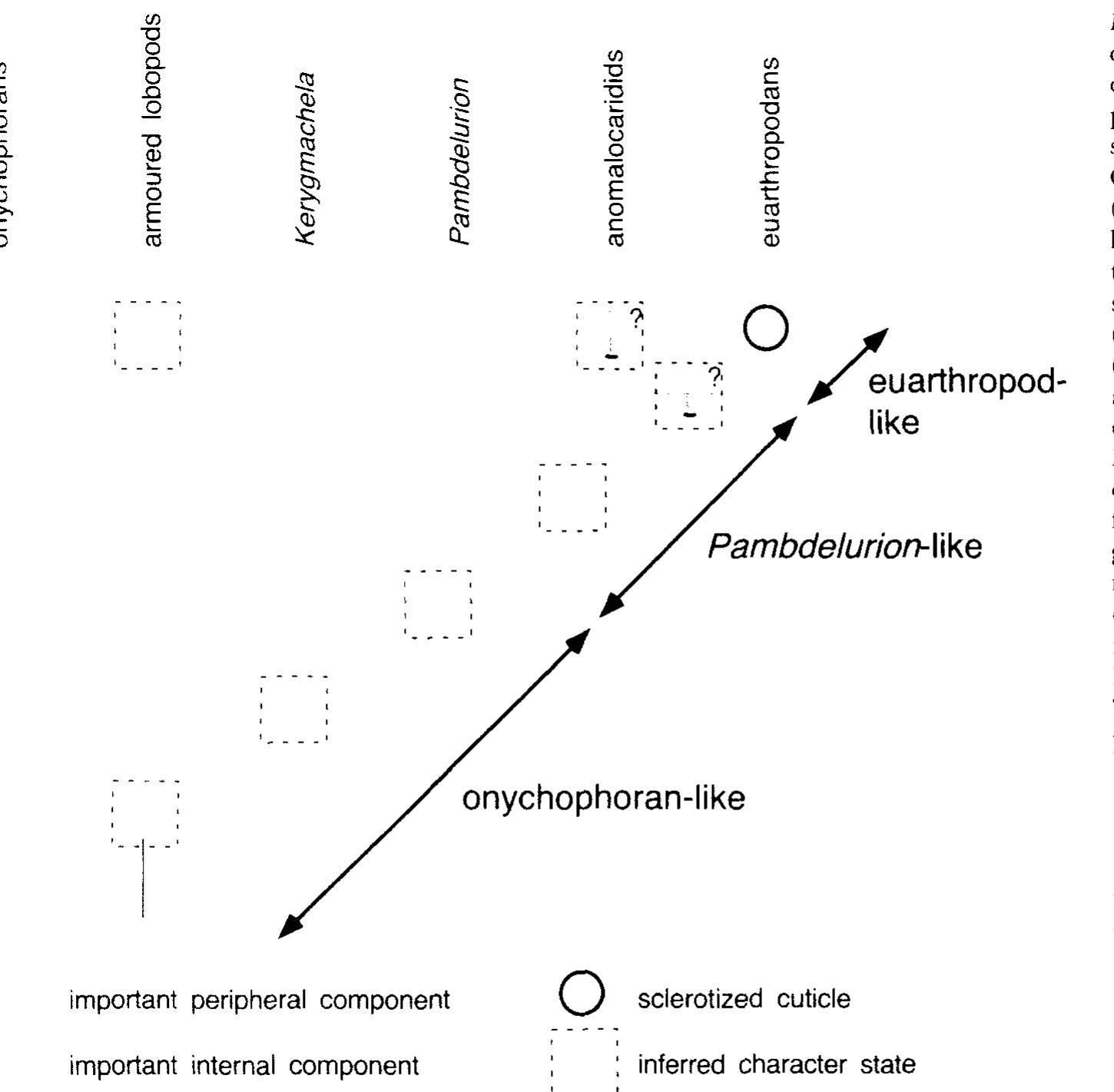 Figure 7 - Arthropod body‐plan evolution in the Cambrian