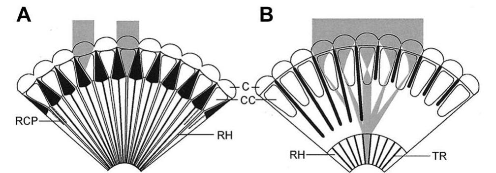 Schematic drawing of compound eyes (modified after nilsson,