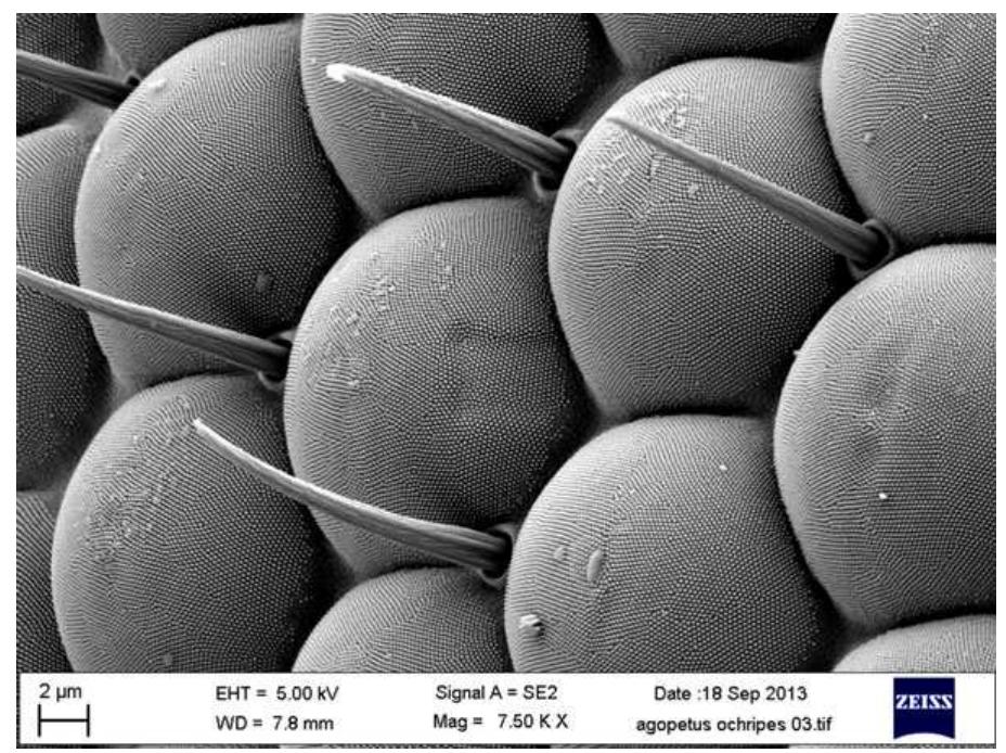 Figure 6 - from Compound eyes of insects and crustaceans: