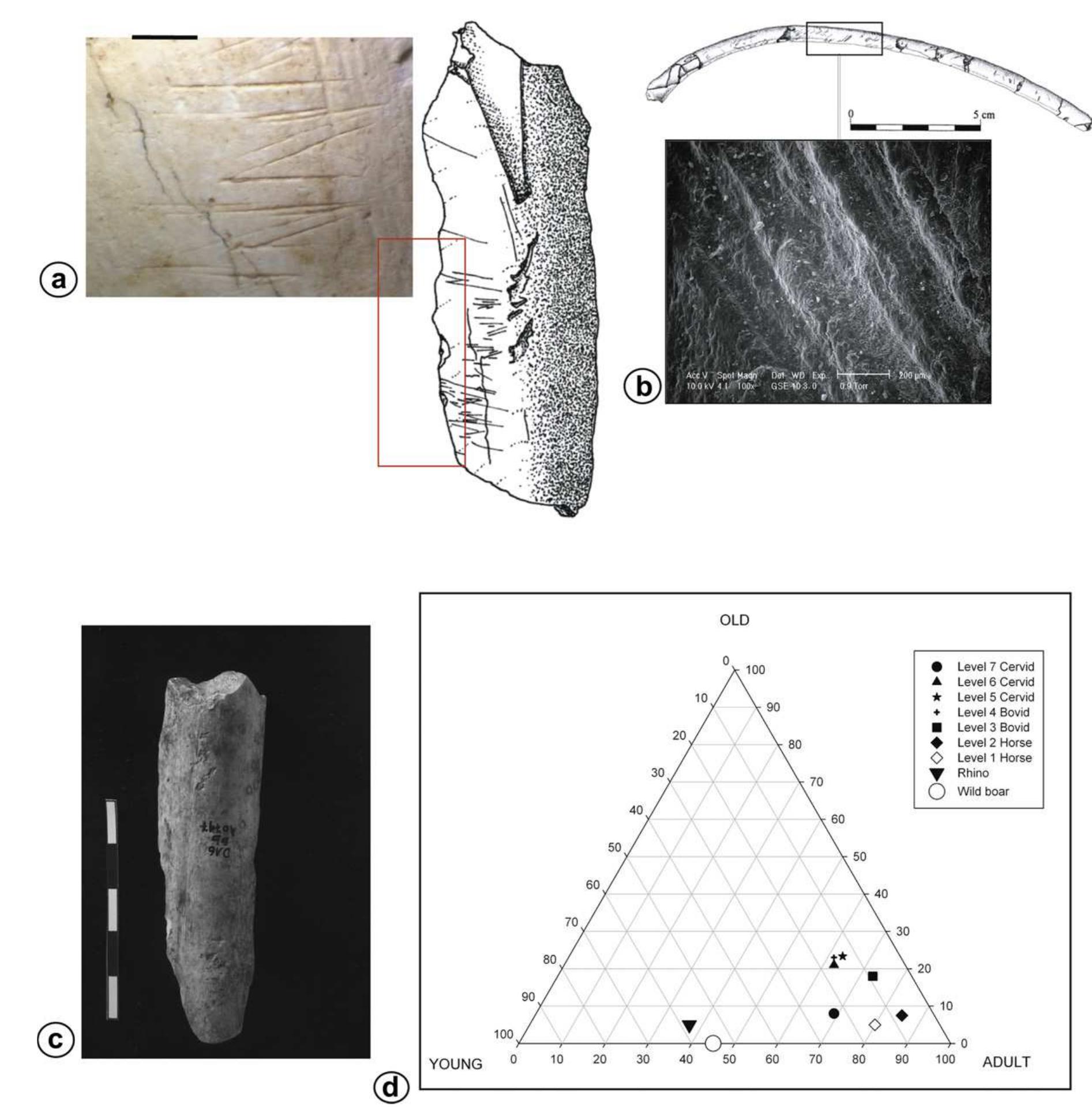 Faunal data from orgnac 3. a) cut marks on an equus bone