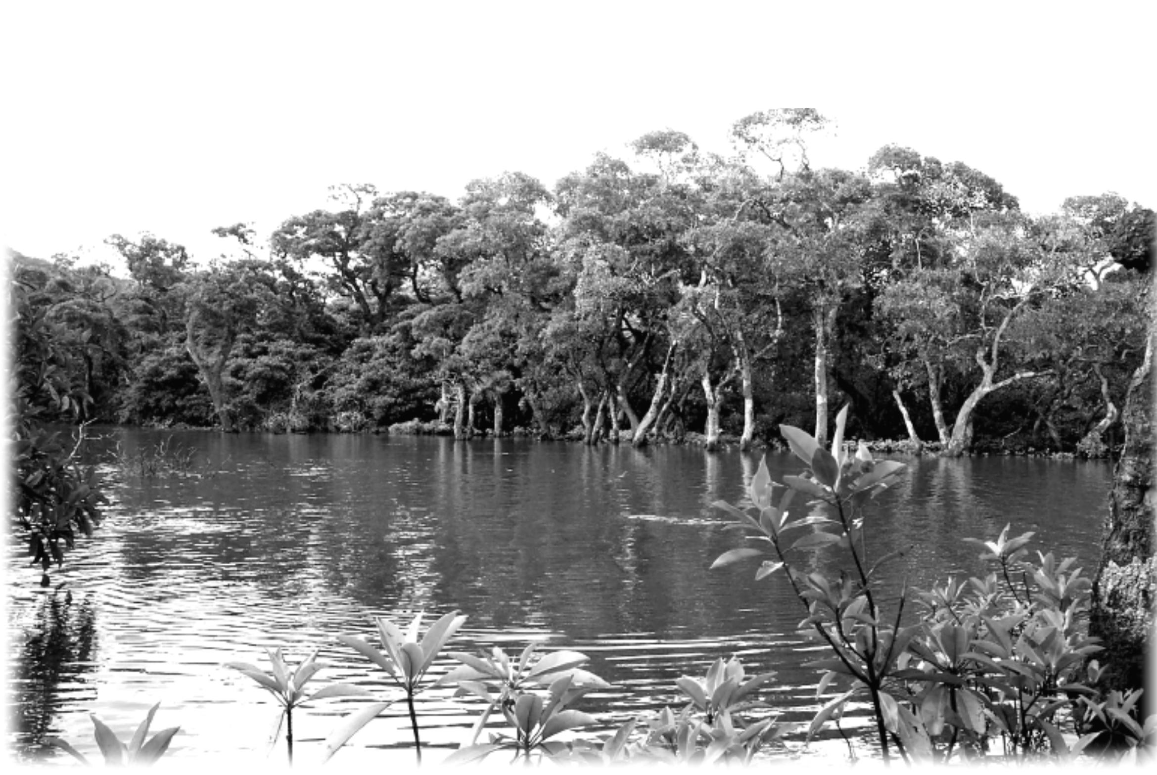 Figure 1 - Pacific Island mangroves in a changing climate