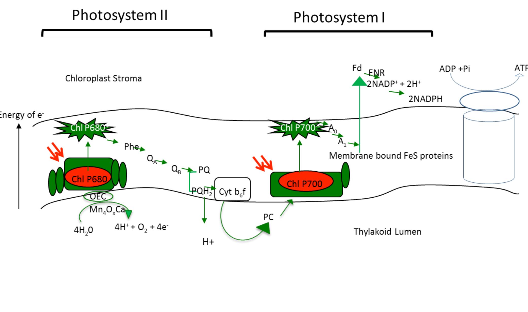 3 the z-scheme of electron transport chain in photosynthesis