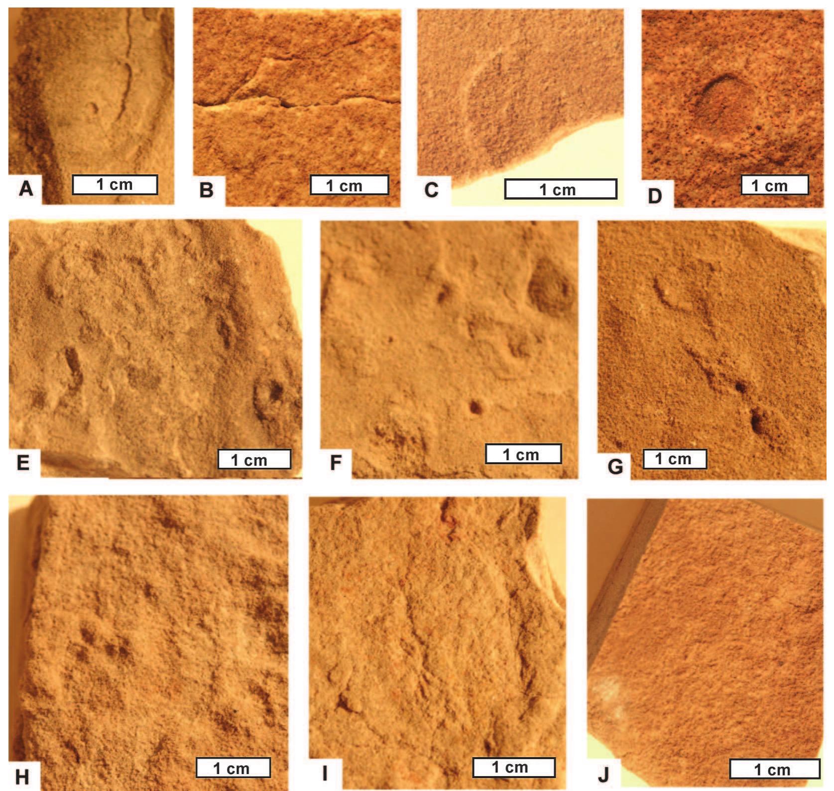 Enigmatic (ediacaran holdover?) body fossils from the tops