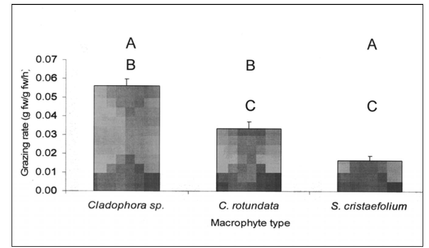 Food preference of dolabella auricularia test fed with three