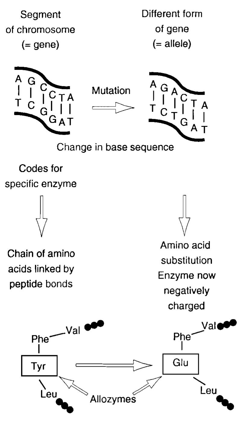 Diagrammatic representation of enzyme synthesis and origin Diagrammatic representation of enzyme synthesis and origin