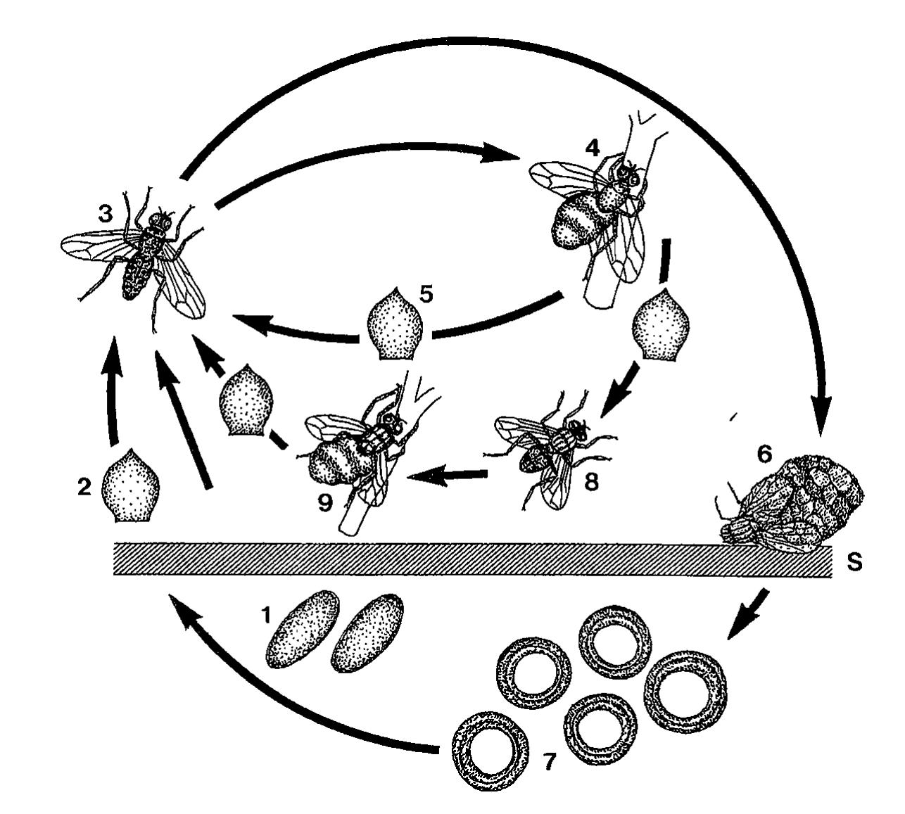 Life cycle of entomophthora muscae in the host delia