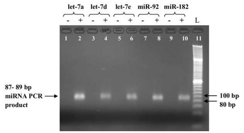 Image of a 3.2% agarose gel showing the ~88 bp mirna rt-pcr