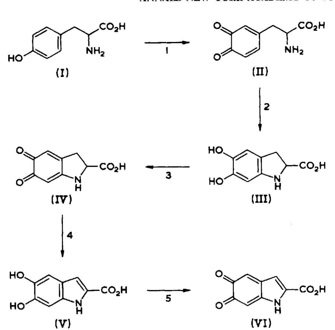 Schematic outline of the eumelanogenic pathway. reaction