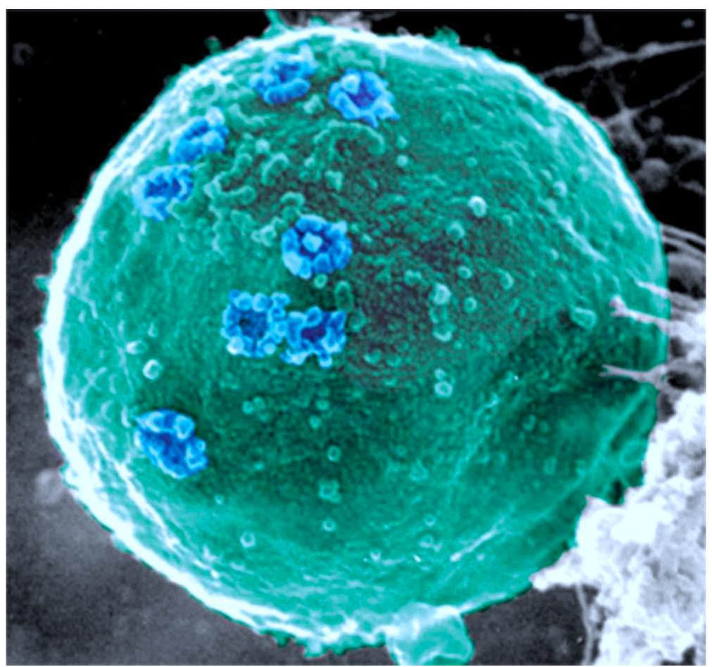 | nuclear pore complexes (npcs) in the nuclear envelope (ne)