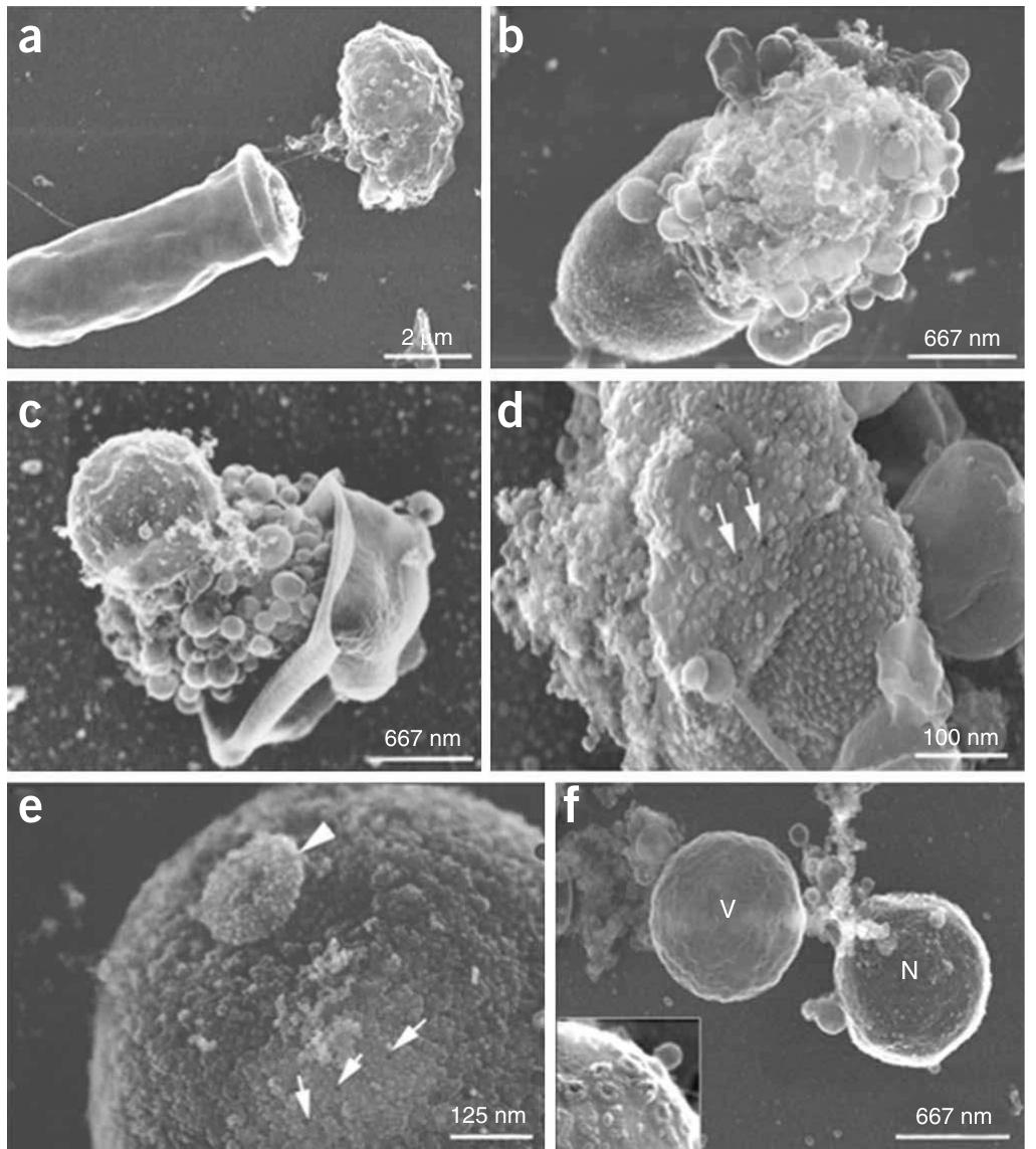 | morphology of the spheroplasts and nuclei of saccharomyces