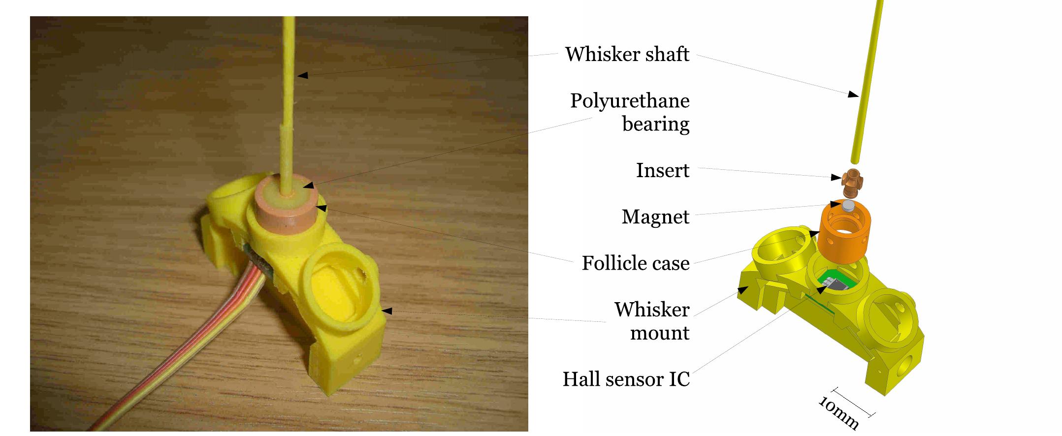 Diagram of whisker follicle sensor construction