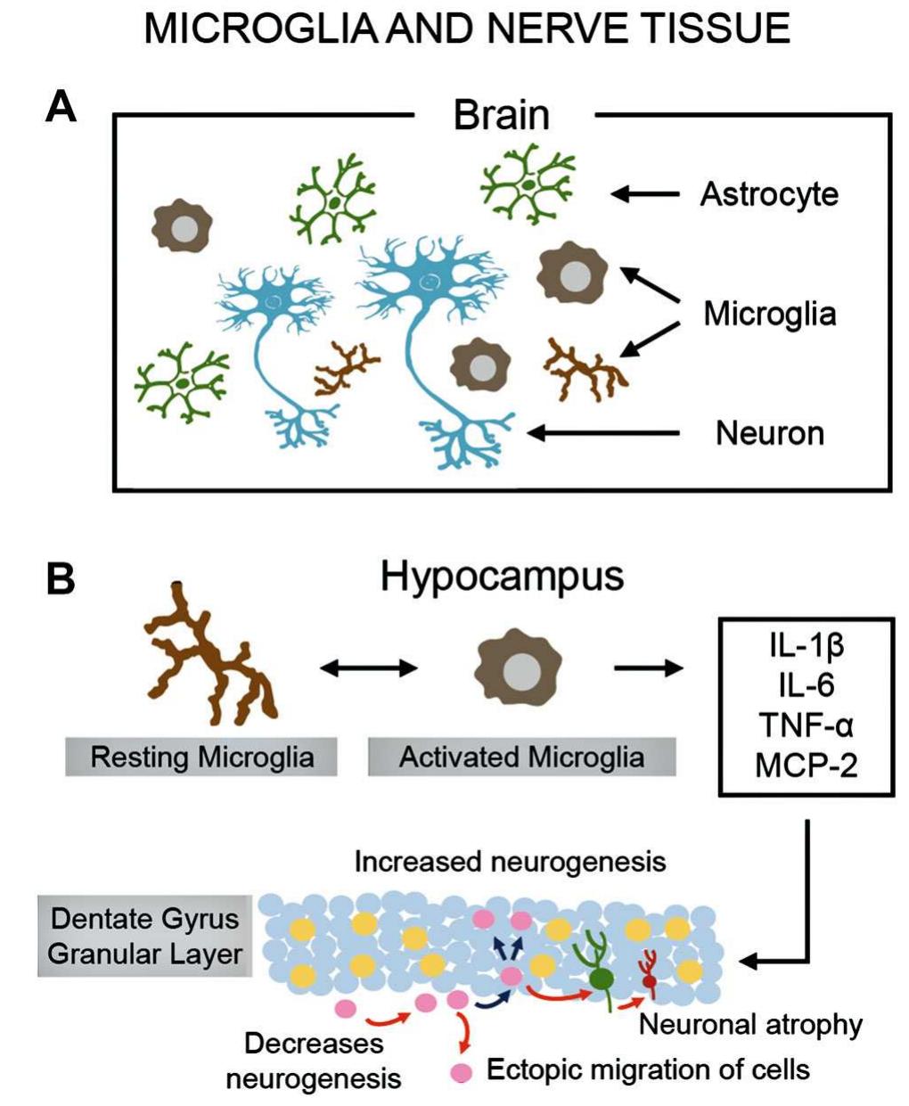 Microglia and nerve tissue. a schematic of the arrangement
