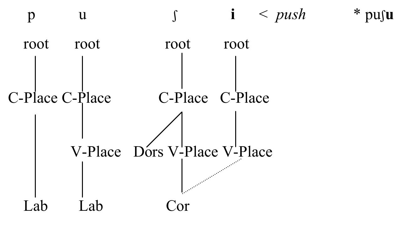 Have been labial vowel harmony between the input labial