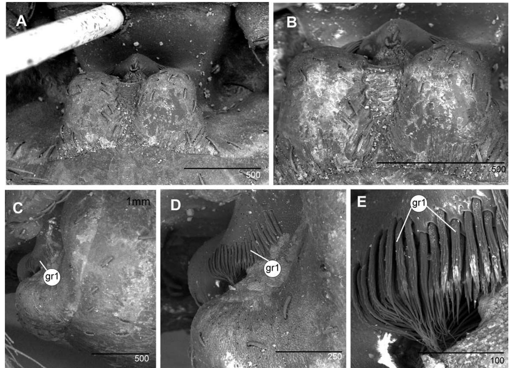Trichome structures of ptilocnemus sp. 2, south australia.