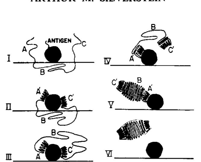 Fic. 1. pauling’s direct template scheme of antibody