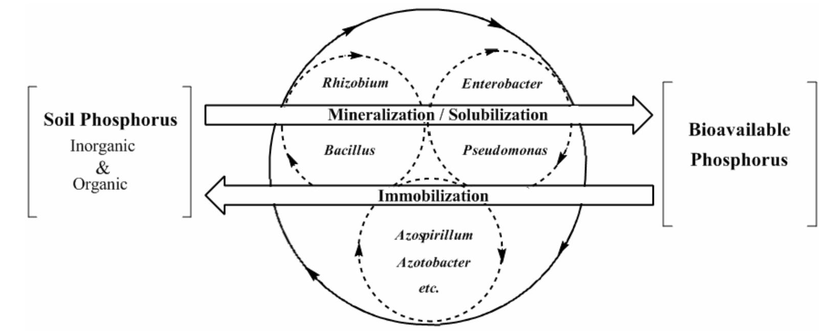 -1. schematic diagram of soil phosphorus mobilization and
