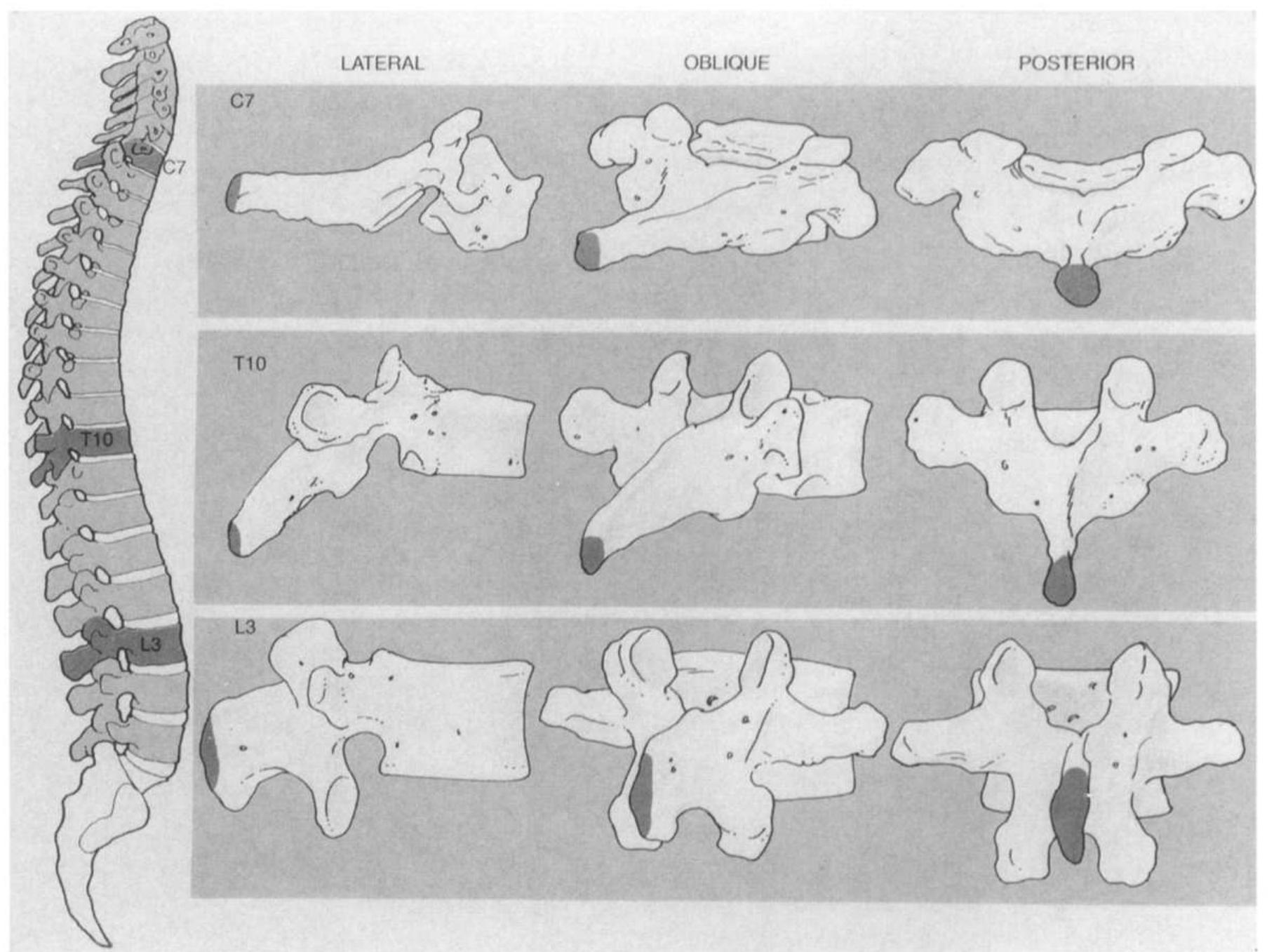 Anatomy of cervical, thoracic, and lumbar segments of the