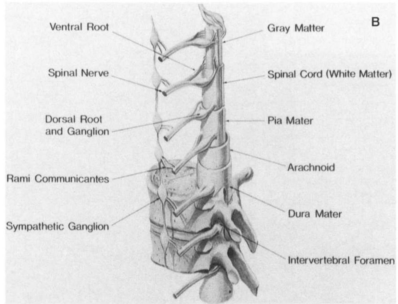 Spinal And Epidural Anesthesia 9237
