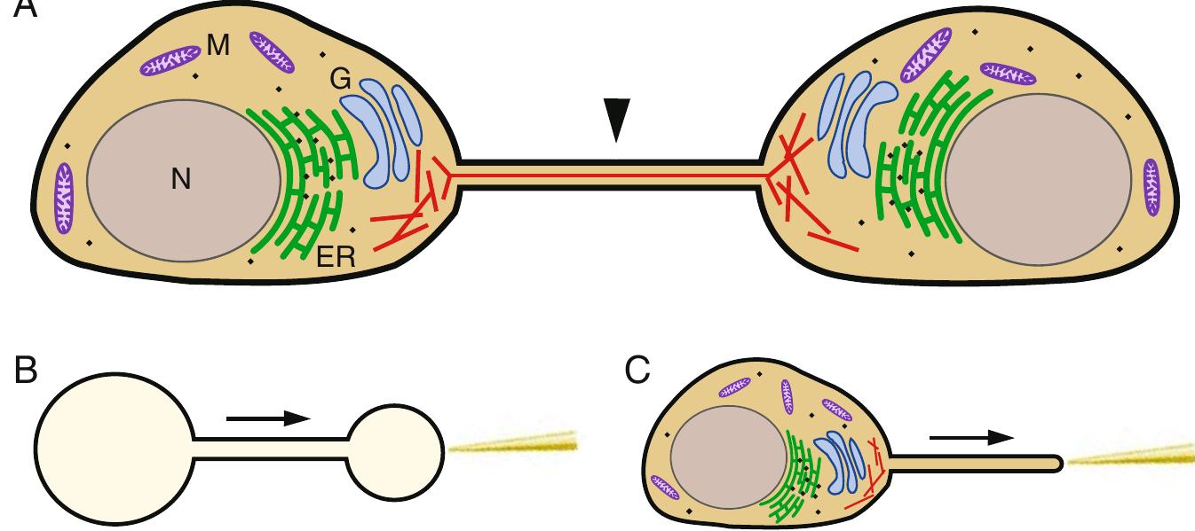 2 schematic representation of cellular and artificial