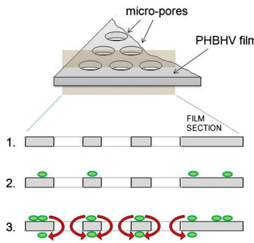 Film schematic and tissue repair strategy: j laser micro-