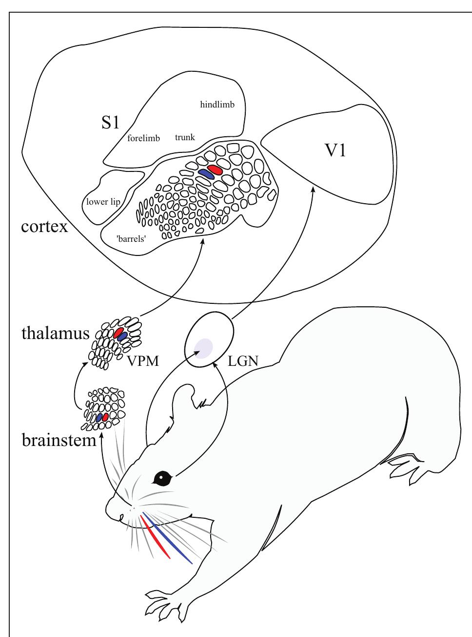 Figure 1 - Cortical Maps