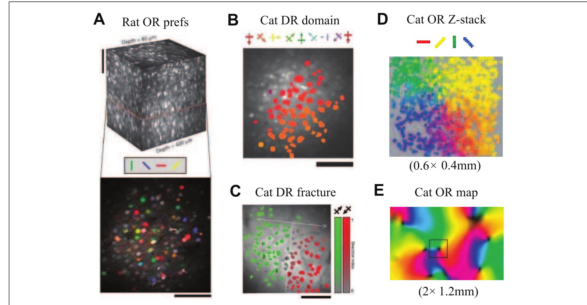 Orientation and direction maps in rodents and cats.