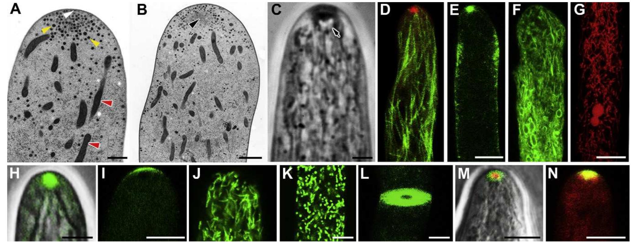 structure and ultrastructure of cellular components in n.