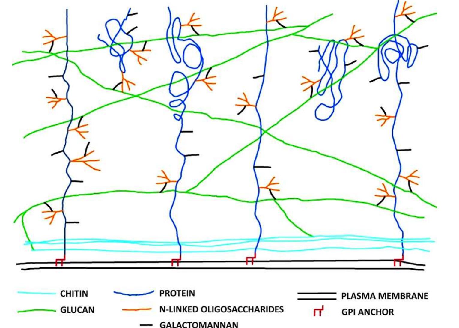 a schematic representation of the n. crassa cell wall