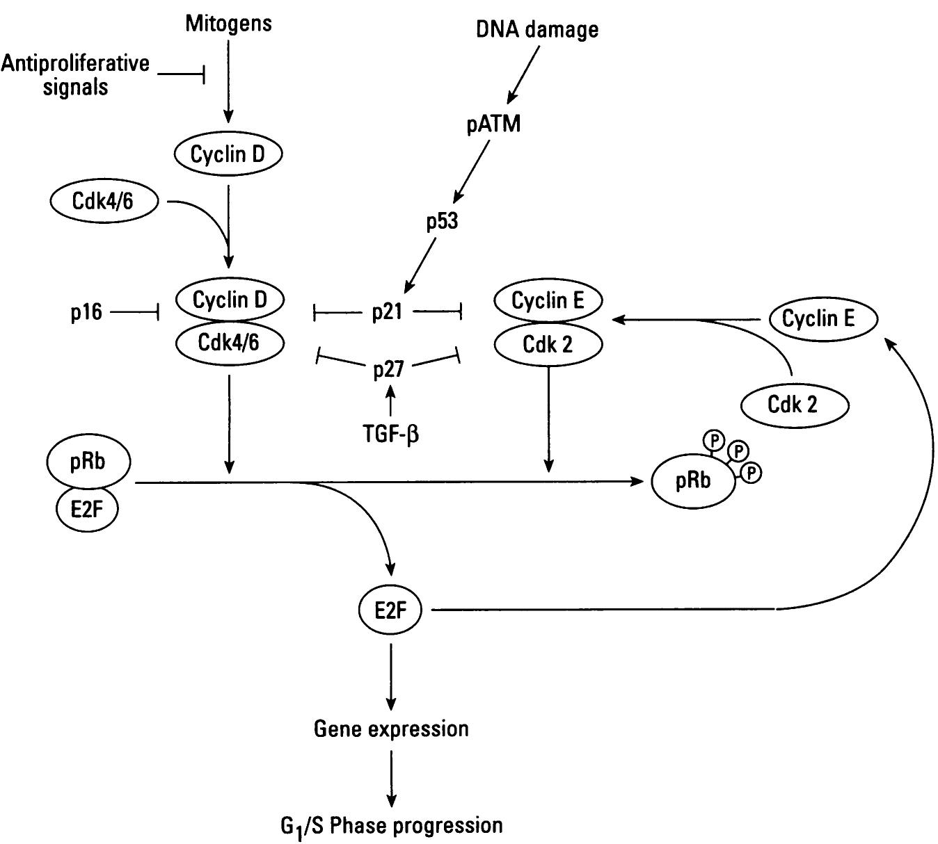 Schematic representation of cyclin d/cdk and cyclin e/cdk