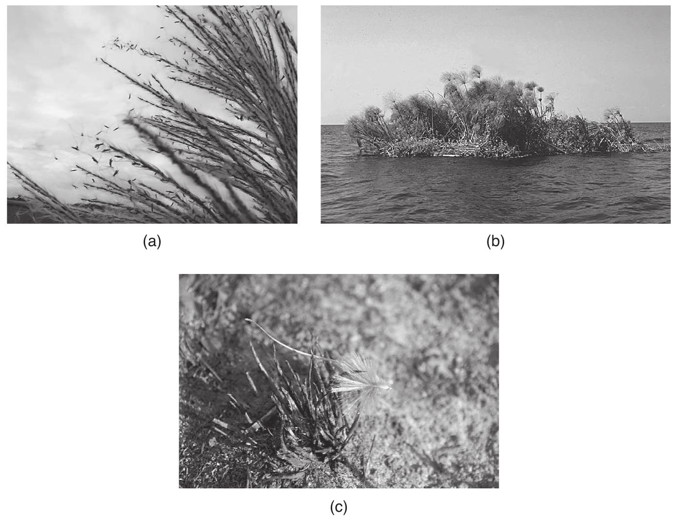 4 examples for the three general phases of passive dispersal