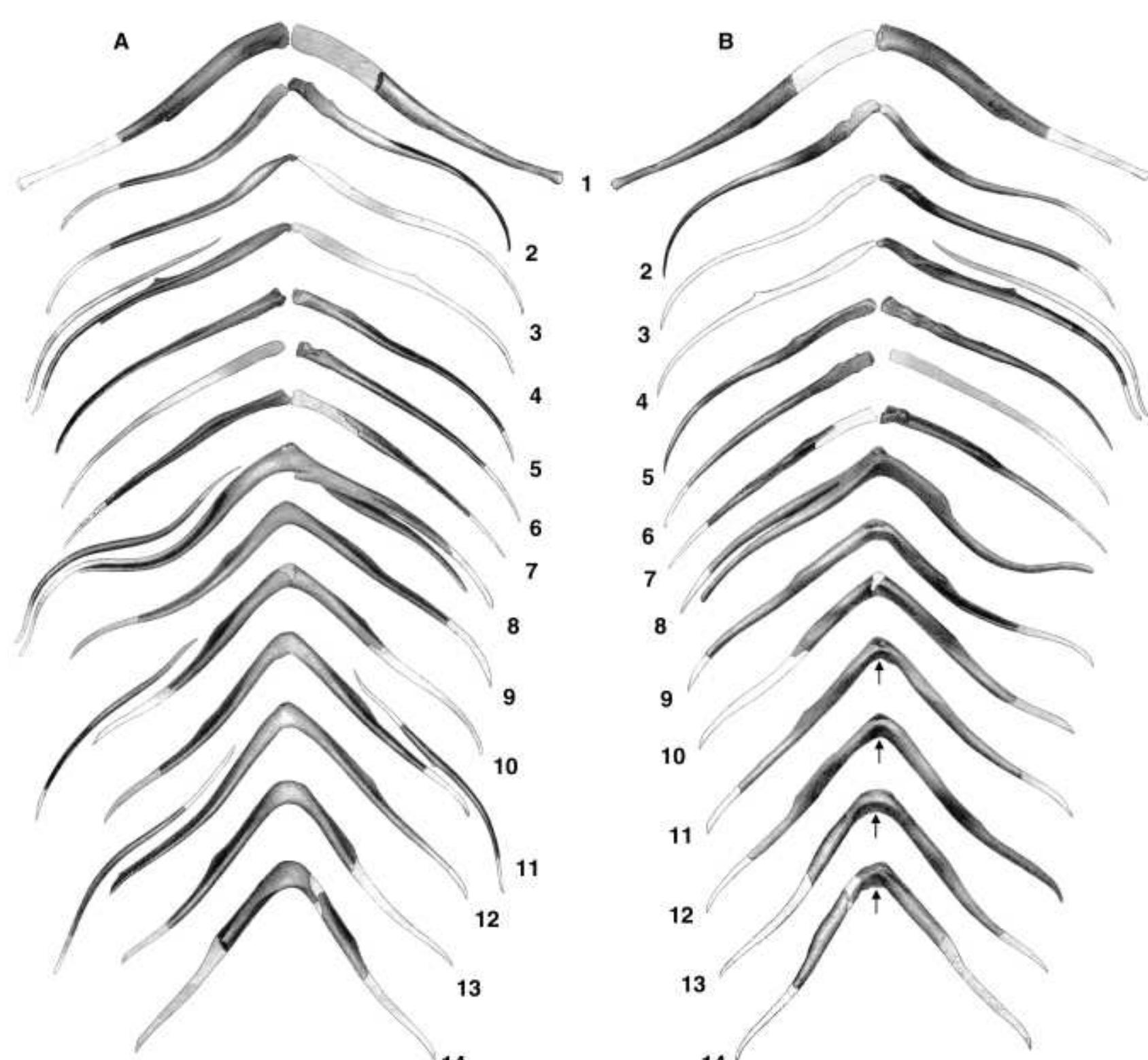 Text-fig. 2. new reconstruction of the gastral basket of