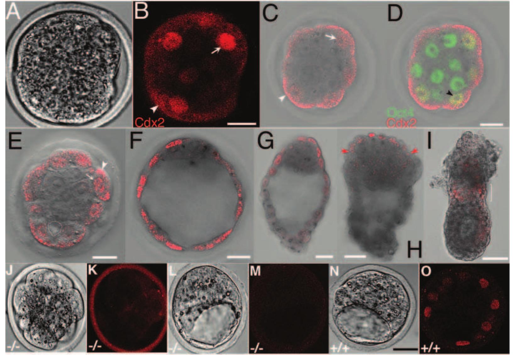 (PDF) Cdx2 is required for correct cell fate specification and ...