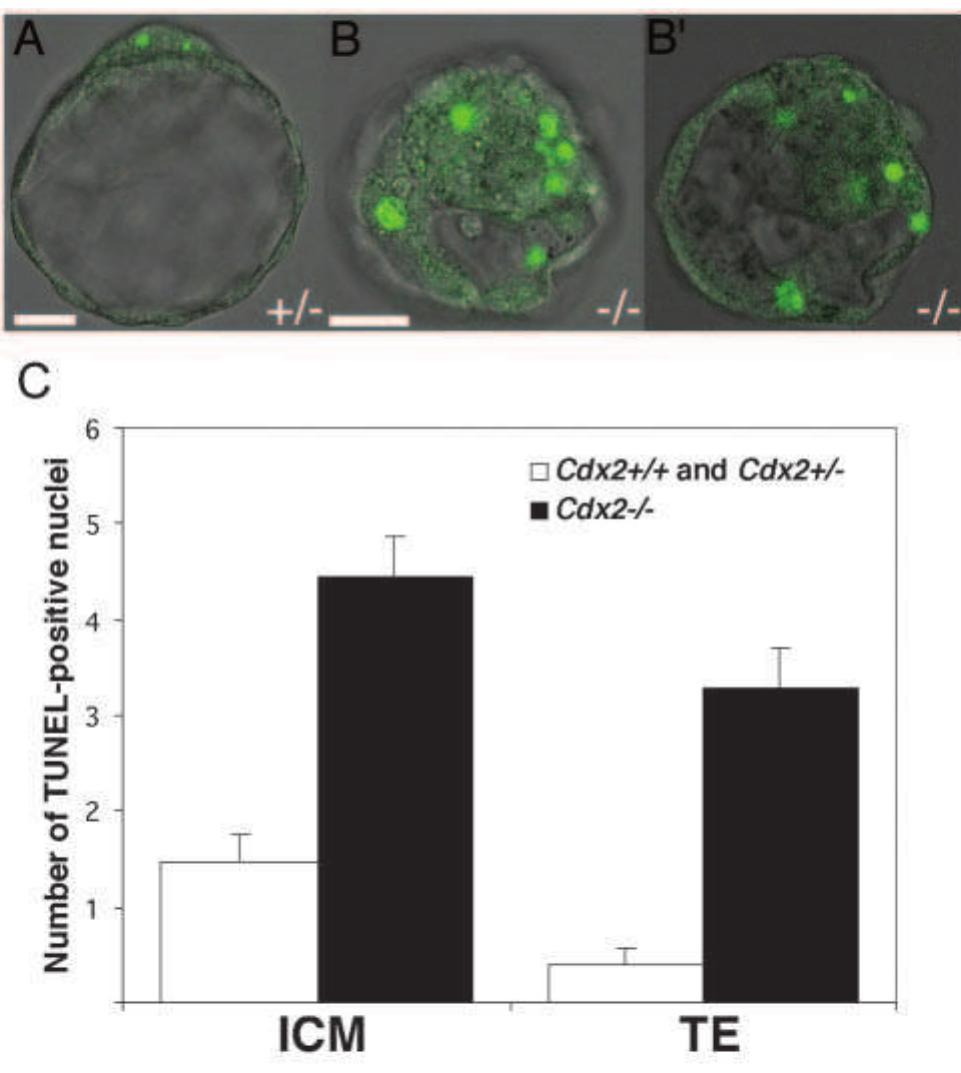 (PDF) Cdx2 is required for correct cell fate specification and ...