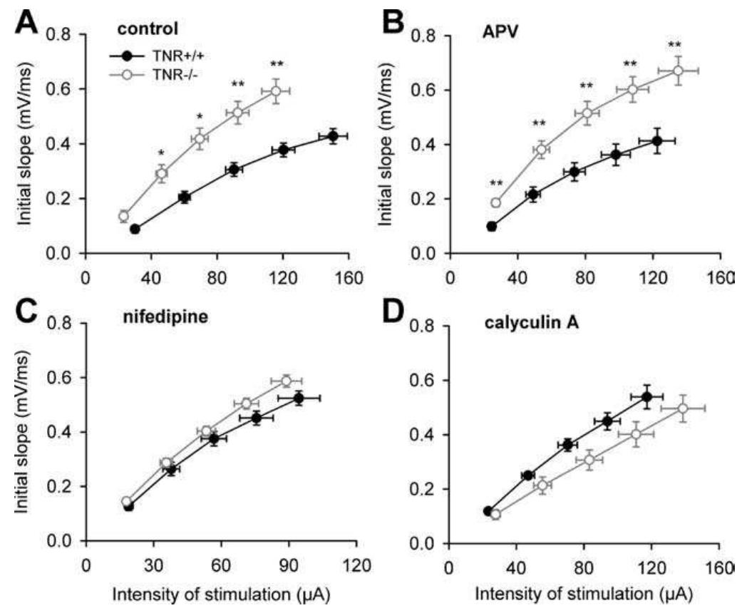 Normalization of basal synaptic transmission in the ca1