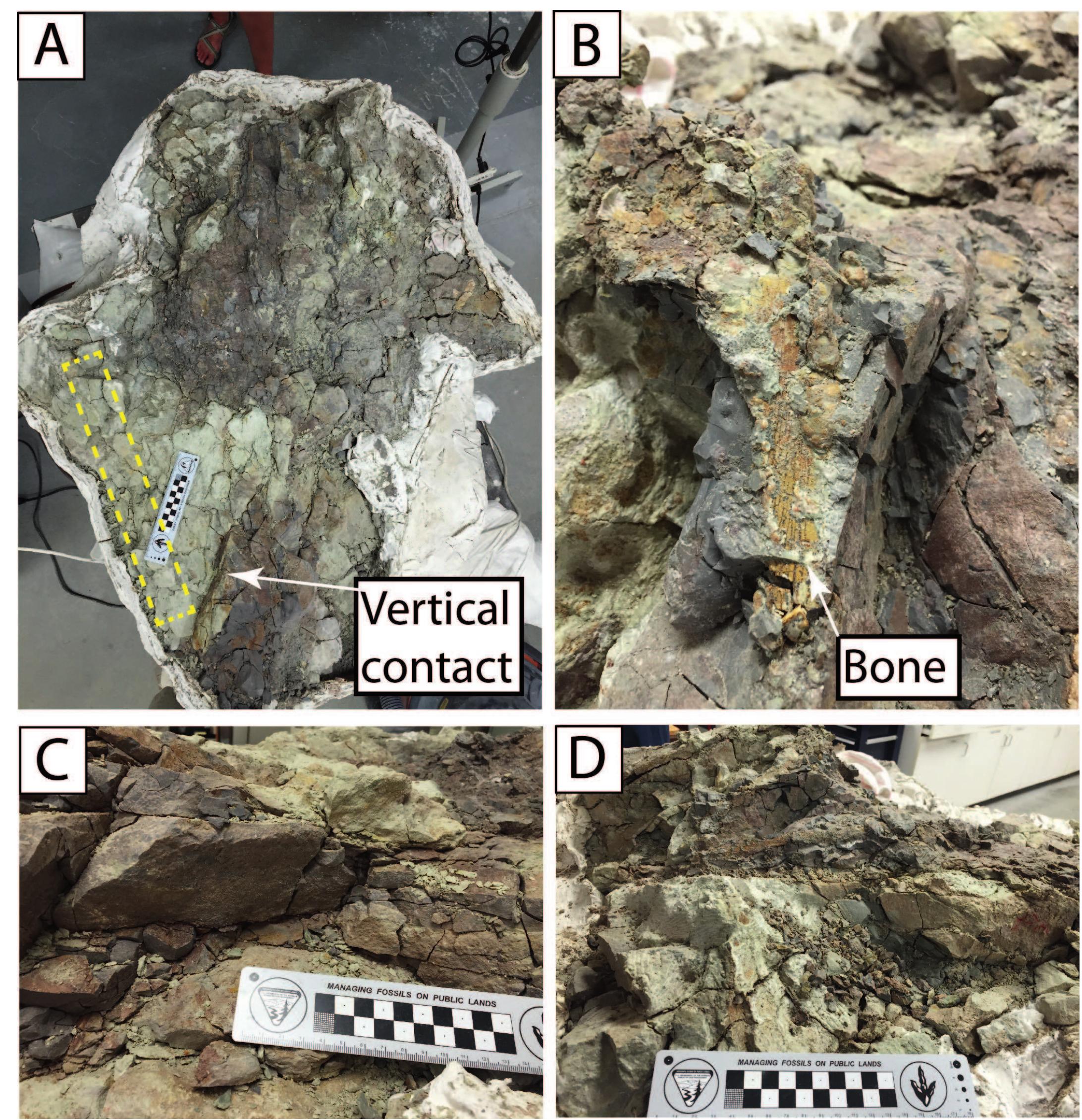 Fic. 10.—photographs of the base of the iguanodont block. a)
