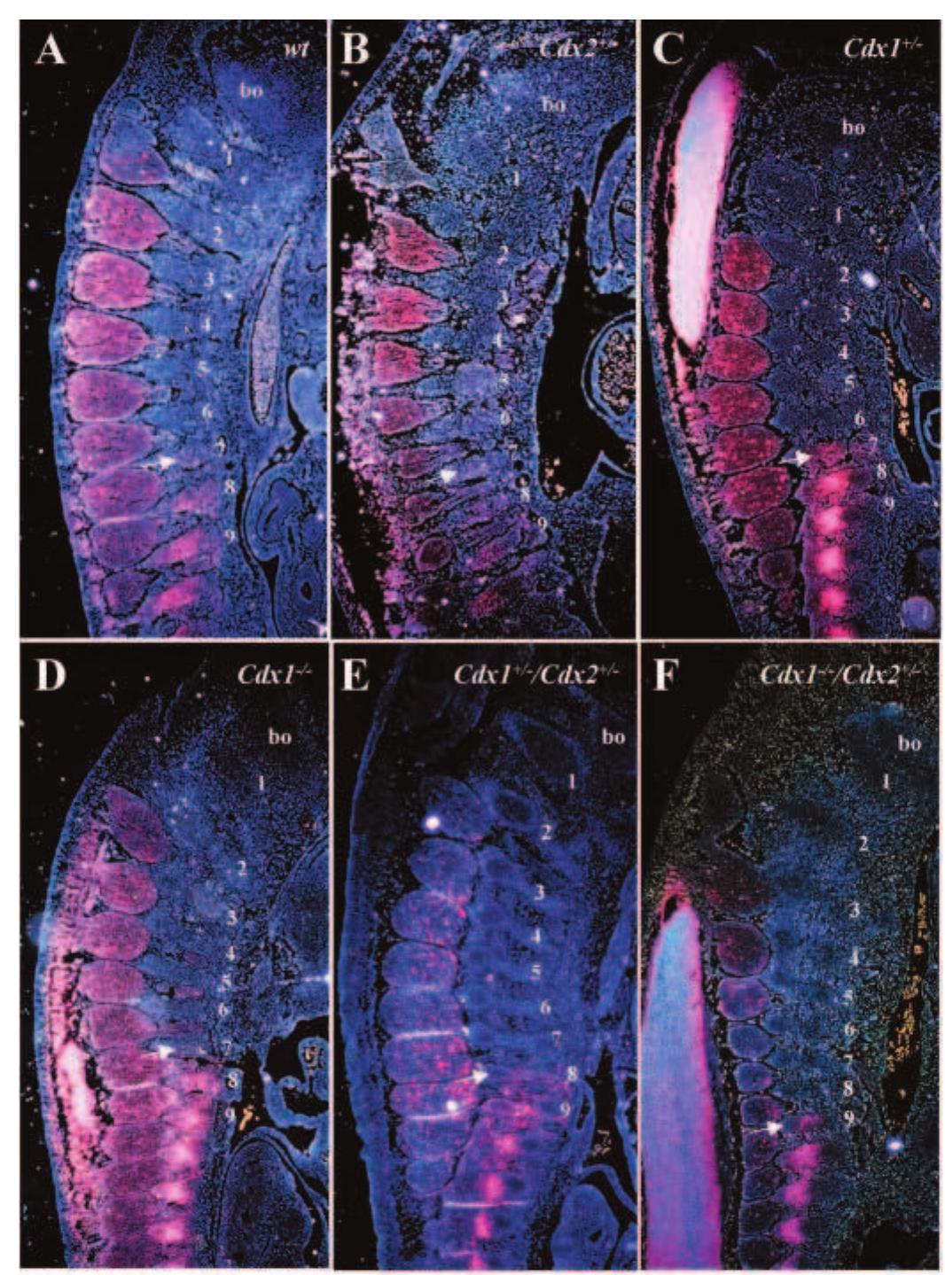 Loss of cdx functional alleles causes a shift in the