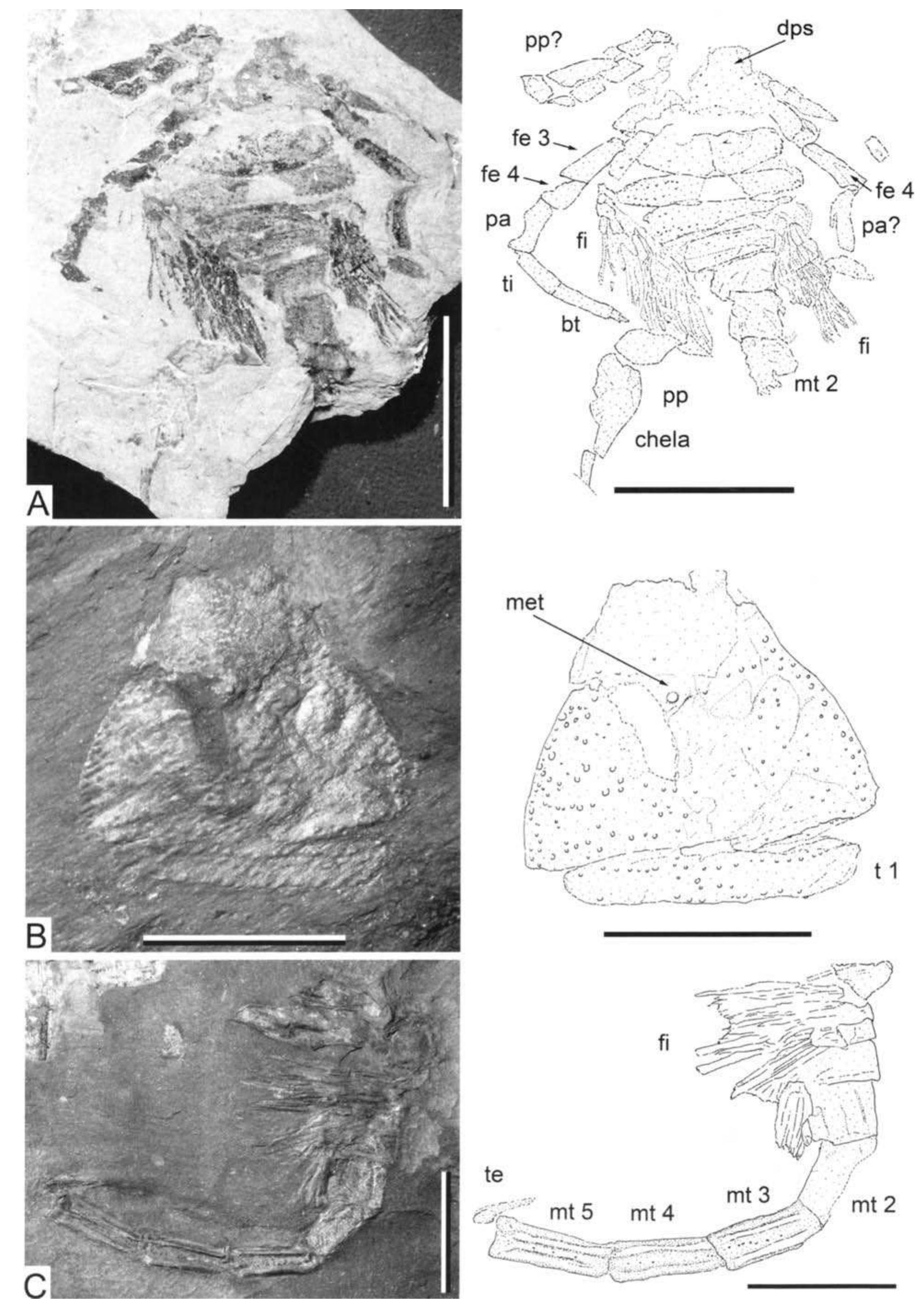 Figure 4 - The Lower Devonian scorpion Waeringoscorpio and