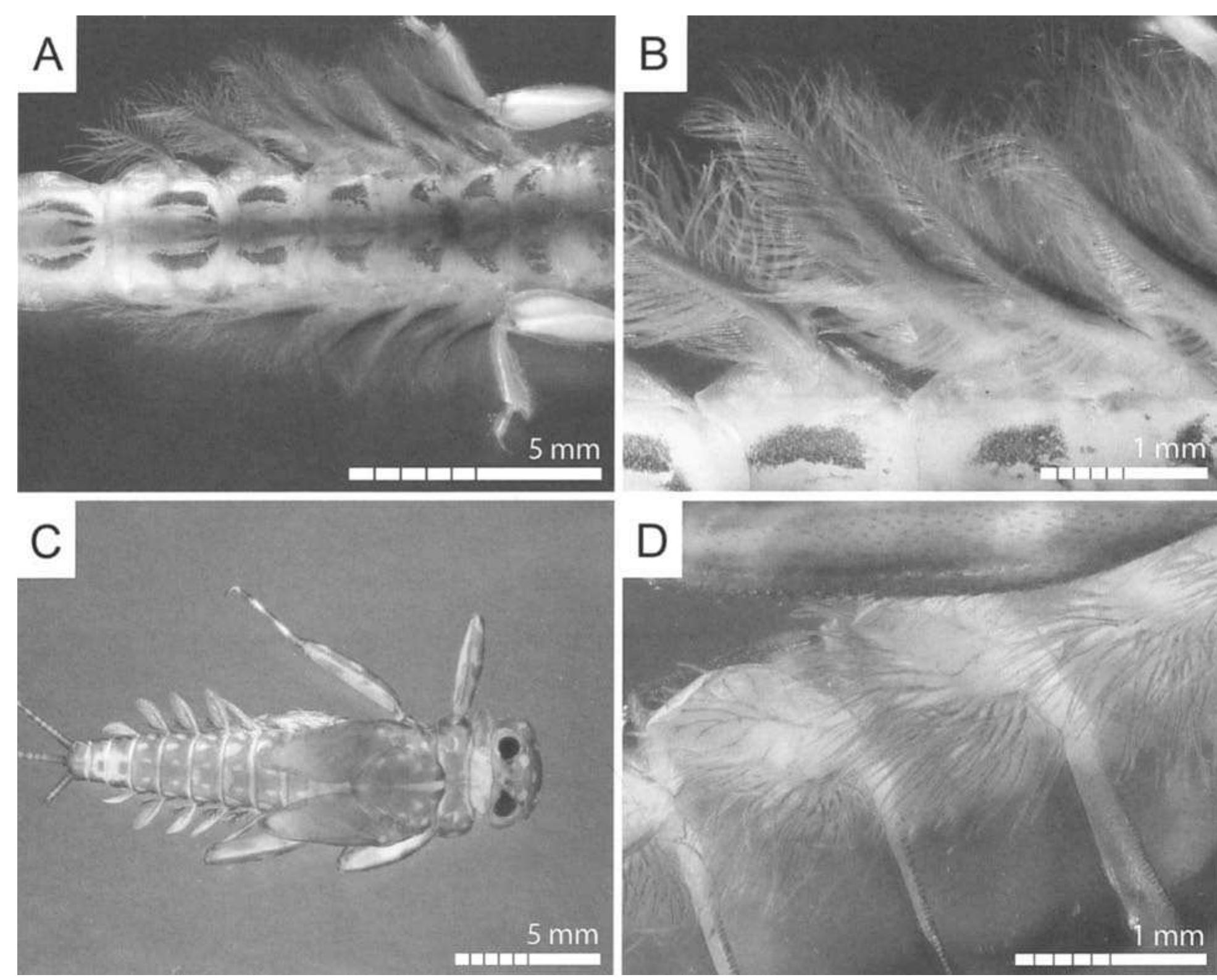 Tracheal gills in extant mayfly larvae as an example of